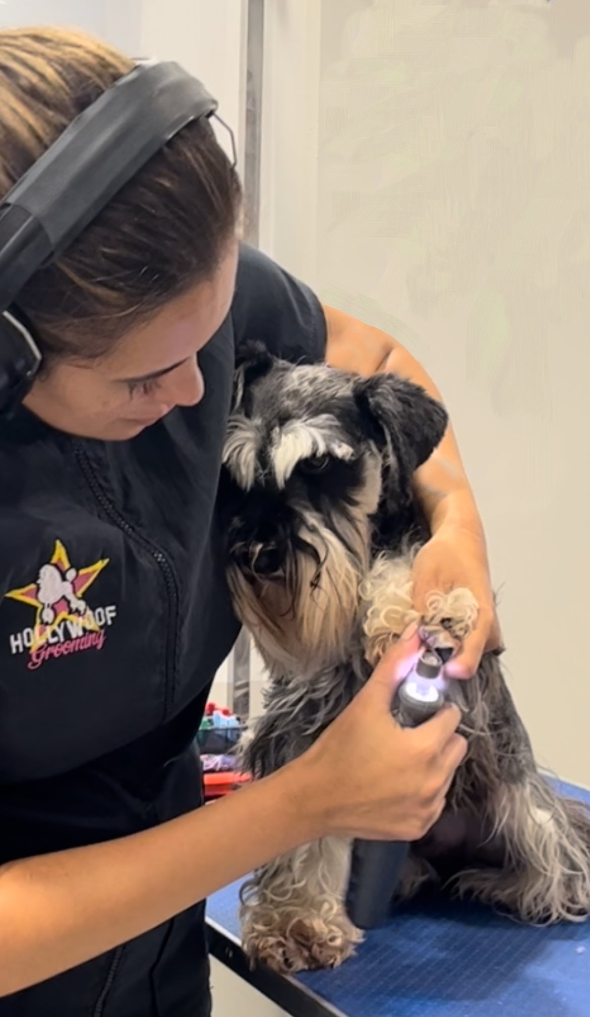 About Us – Hollywoof Grooming